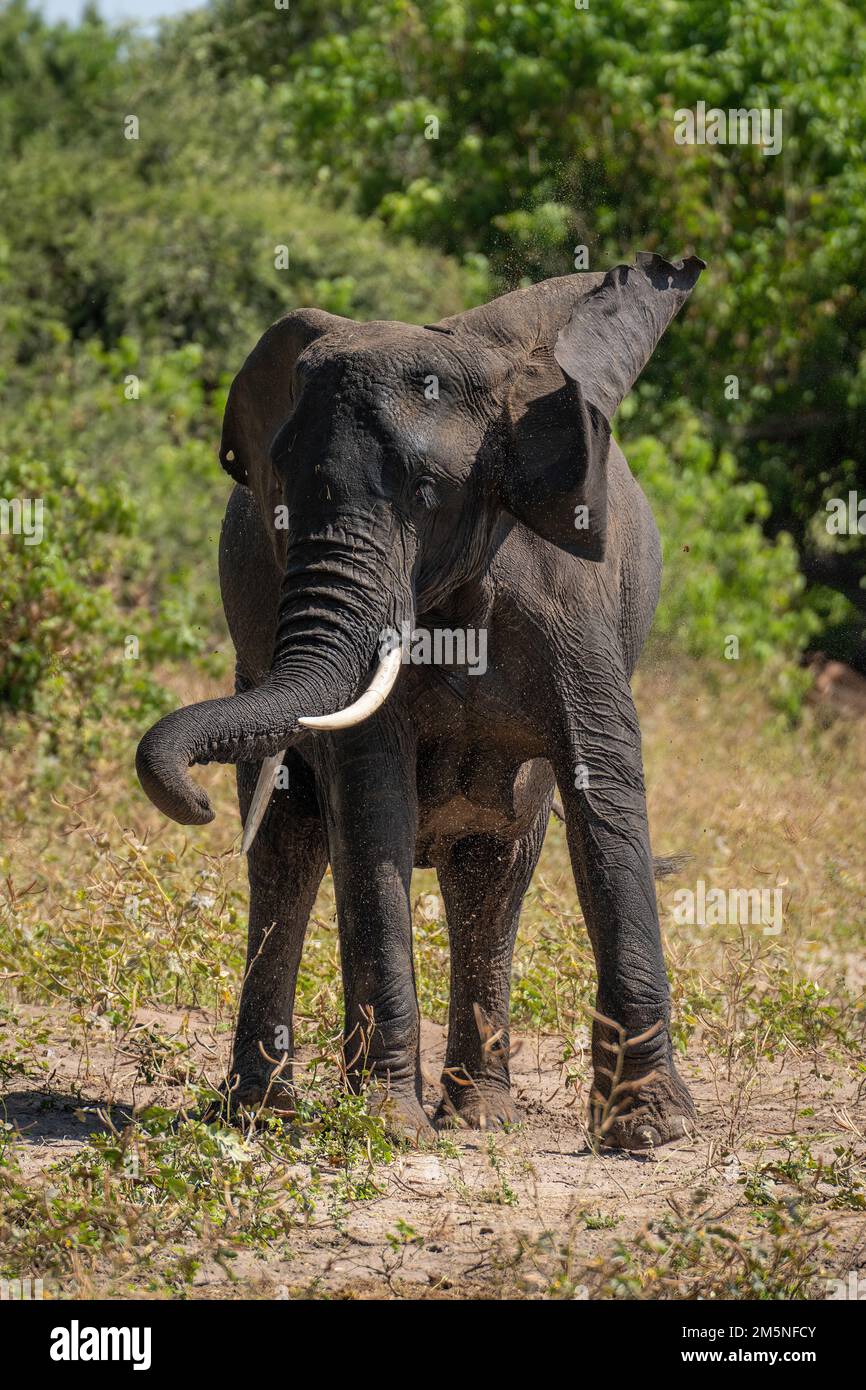African elephant stands shaking head in sunshine Stock Photo - Alamy