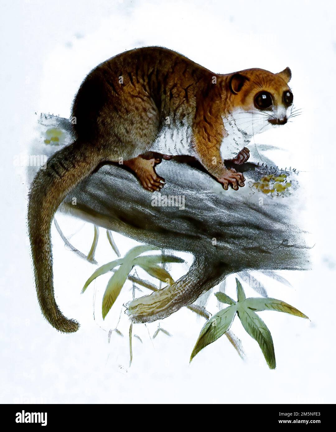 Brauner Fettschwanzmaki, Cheirogaleus major, auch Großer Fettschwanz ...