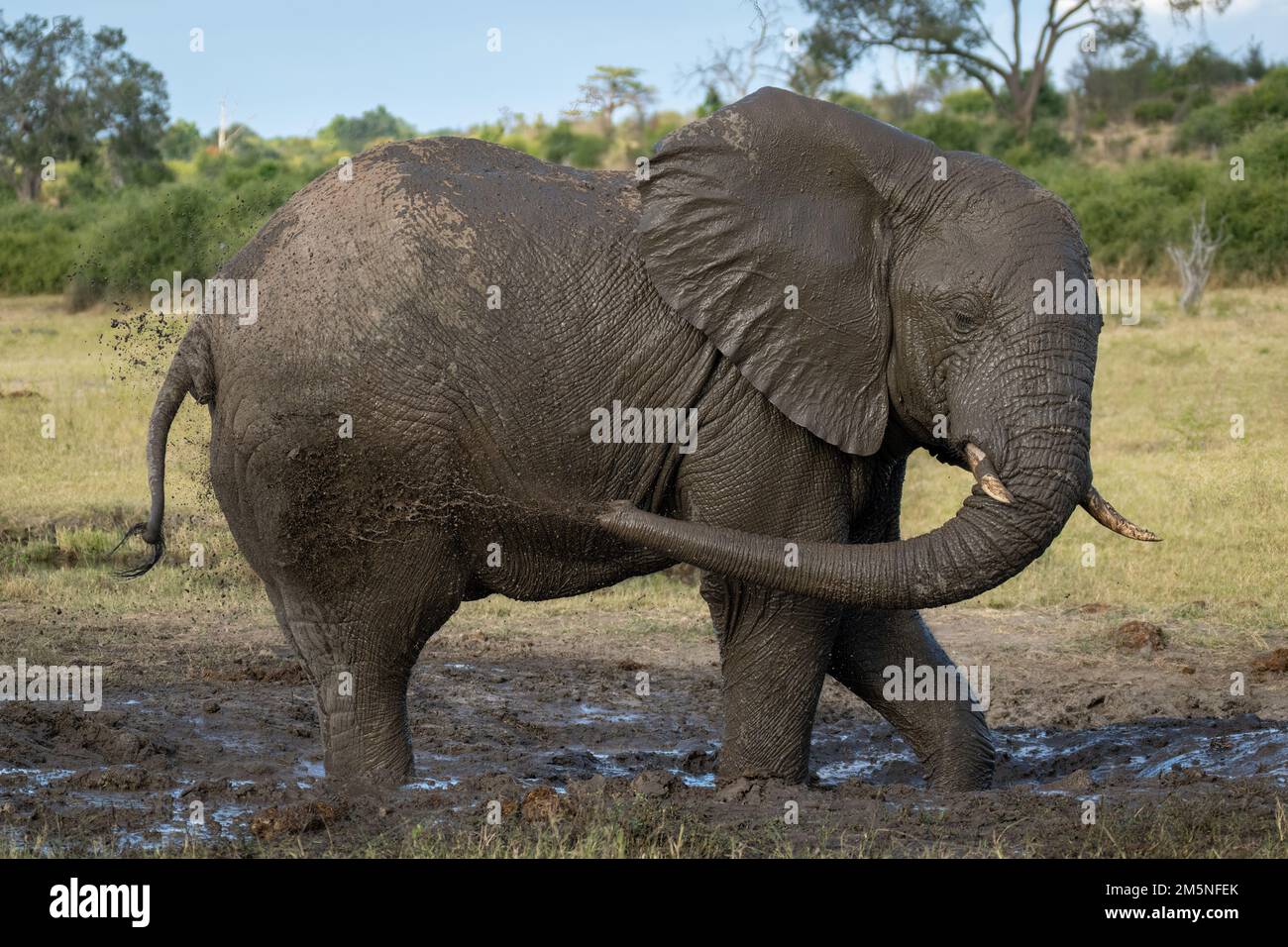 African elephant stands spraying mud on flanks Stock Photo - Alamy