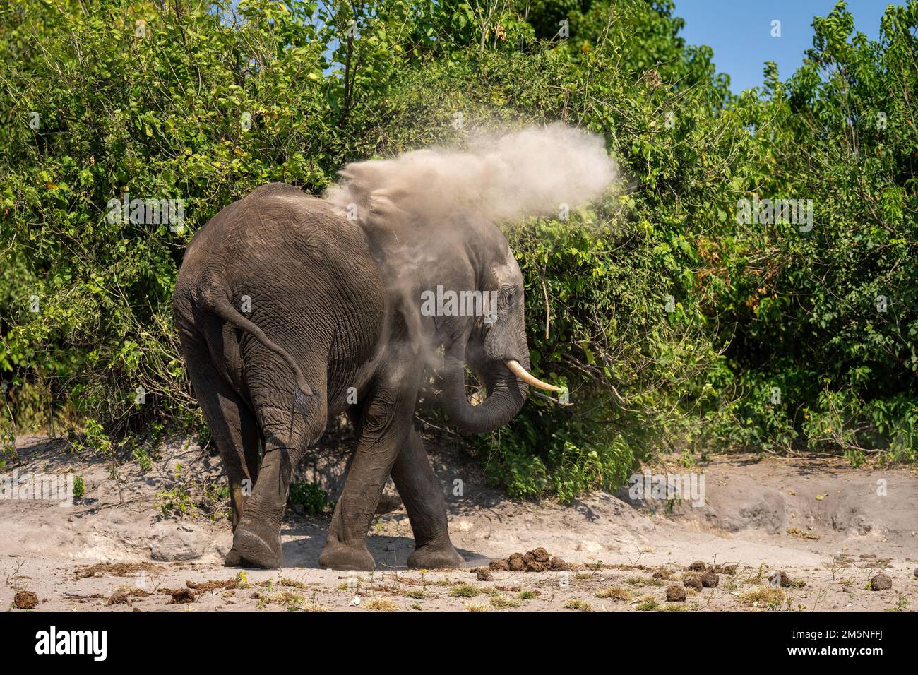 African elephant stands throwing dust over body Stock Photo - Alamy