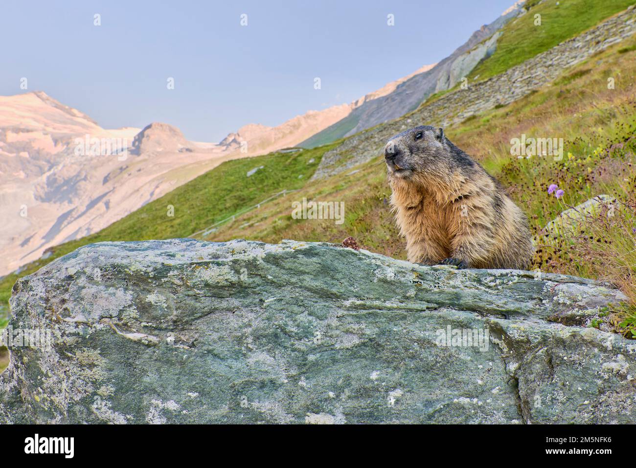 Alpenmurmeltier, Marmota marmota, Alpine Marmot Stock Photo - Alamy