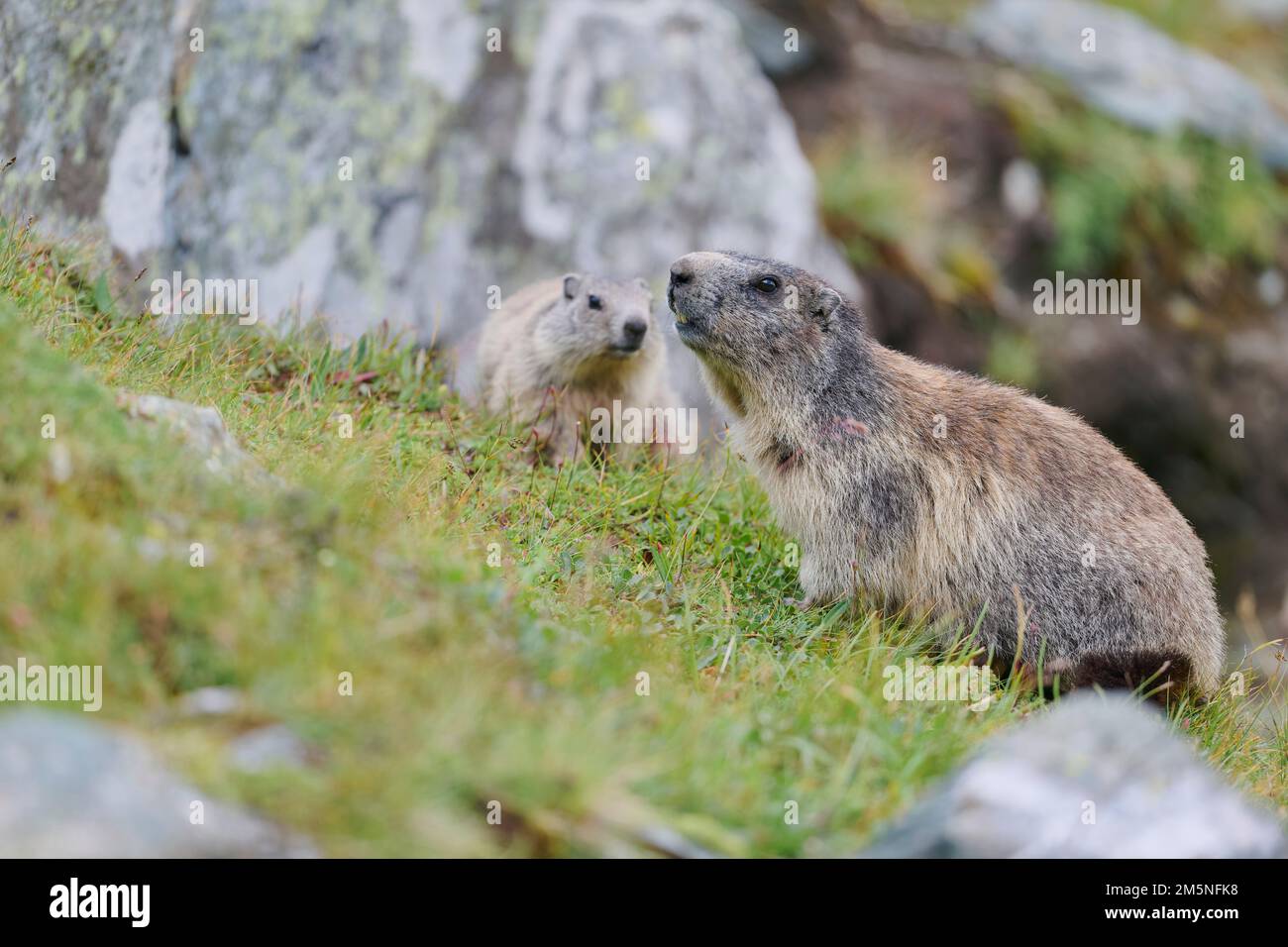 Alpenmurmeltier, Marmota marmota, Alpine Marmot Stock Photo - Alamy