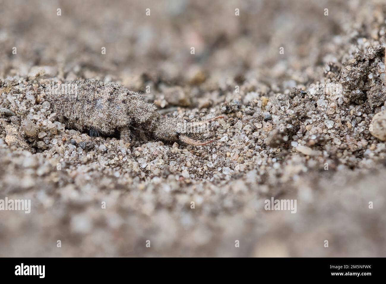 Geflecktflueglige Ameisenjungfer Larve - Ameisenloewe, Euroleon nostras ...