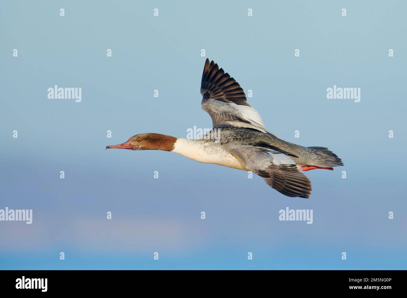 Weiblicher Gaensesaeger, Mergus merganser, Female common merganser ...