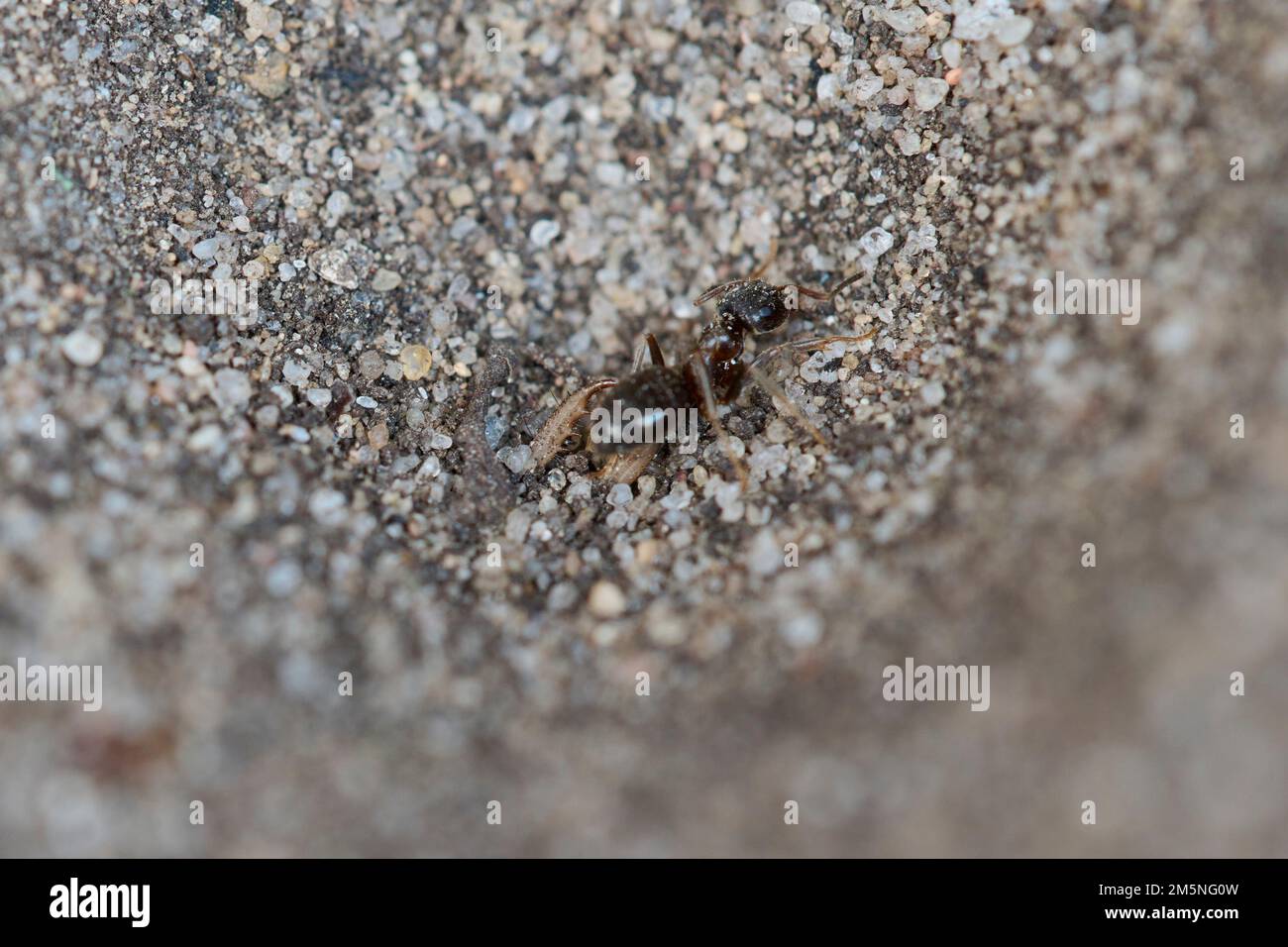 Geflecktflueglige Ameisenjungfer Larve - Ameisenloewe, Euroleon nostras ...