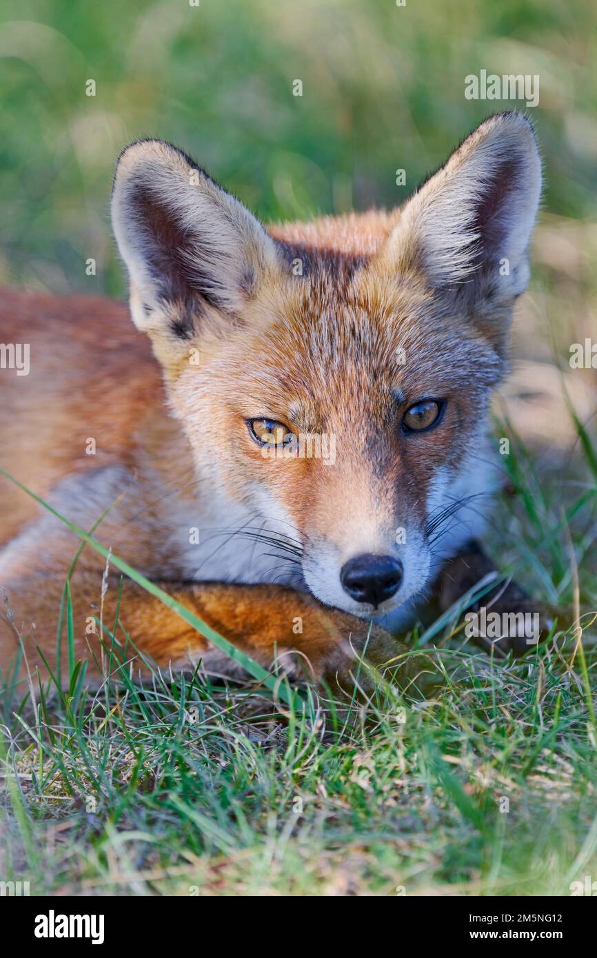 Kopf rot hi-res stock photography and images - Alamy
