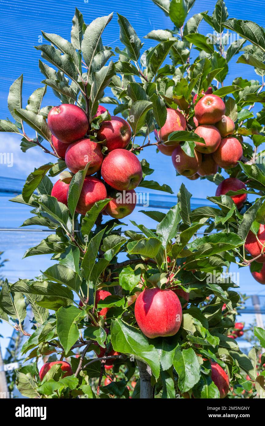 Red apples, ripe for the picking, Bodman-Ludwigshafen, Konstanz ...