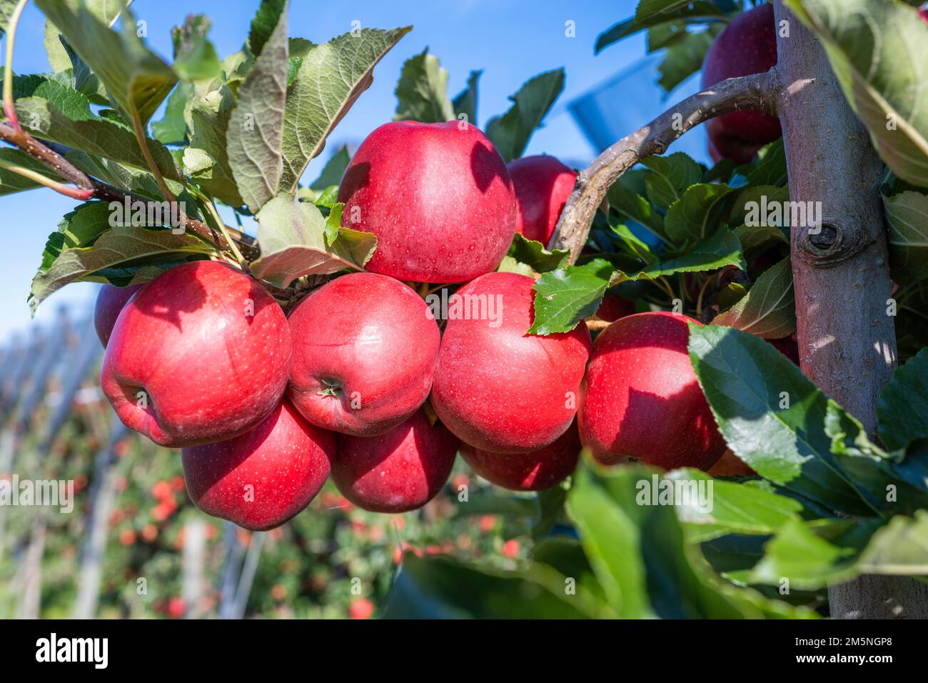 Red apples, ripe for the picking, Bodman-Ludwigshafen, Konstanz ...