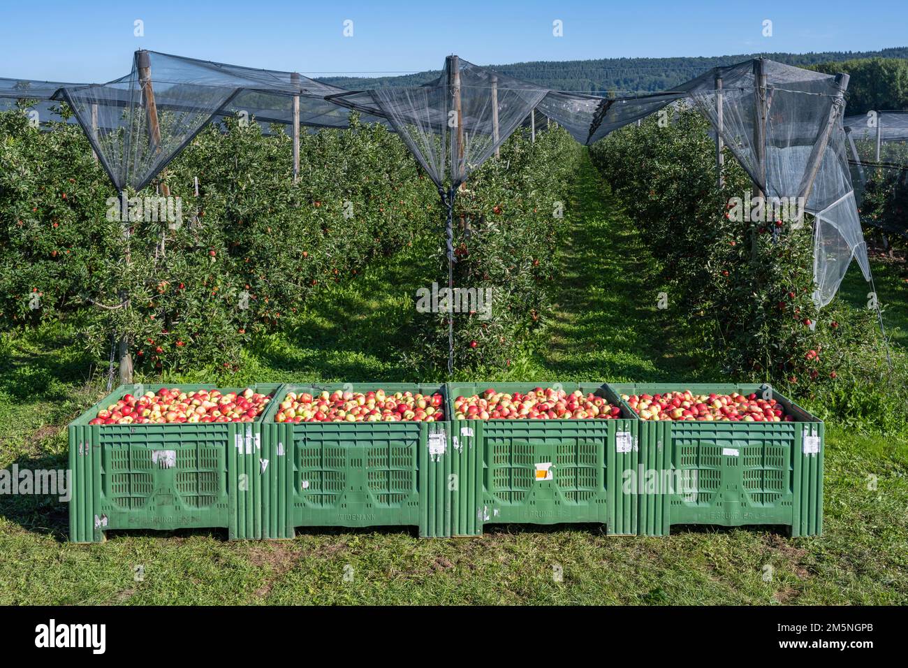 Apples of the Jonagold variety in large apple crates, Bodman ...