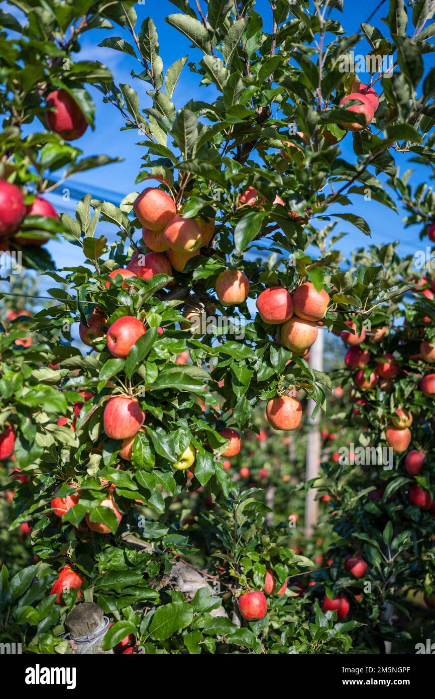 Red apples, ripe for the picking, Bodman-Ludwigshafen, Konstanz ...