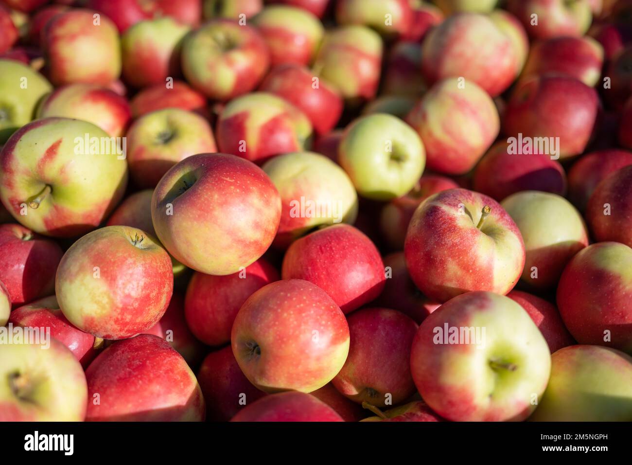 Apples of the Jonagold variety, full-size, Bodman-Ludwigshafen ...