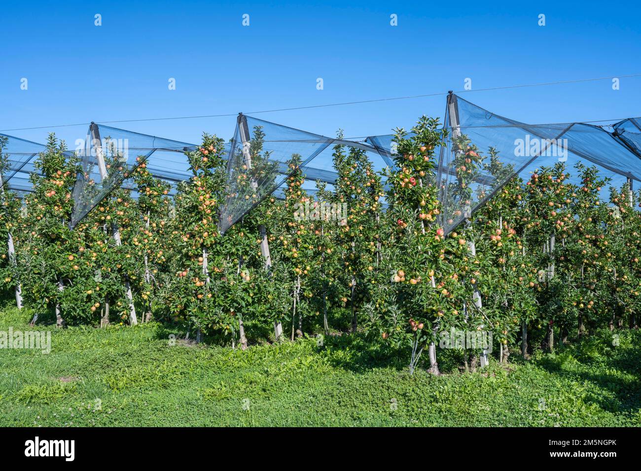 Apple orchard with apples ripe for harvesting and hail protection net ...