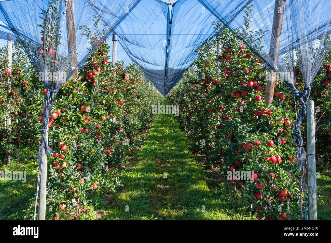 Apple orchard with apples ripe for harvesting and hail protection net ...