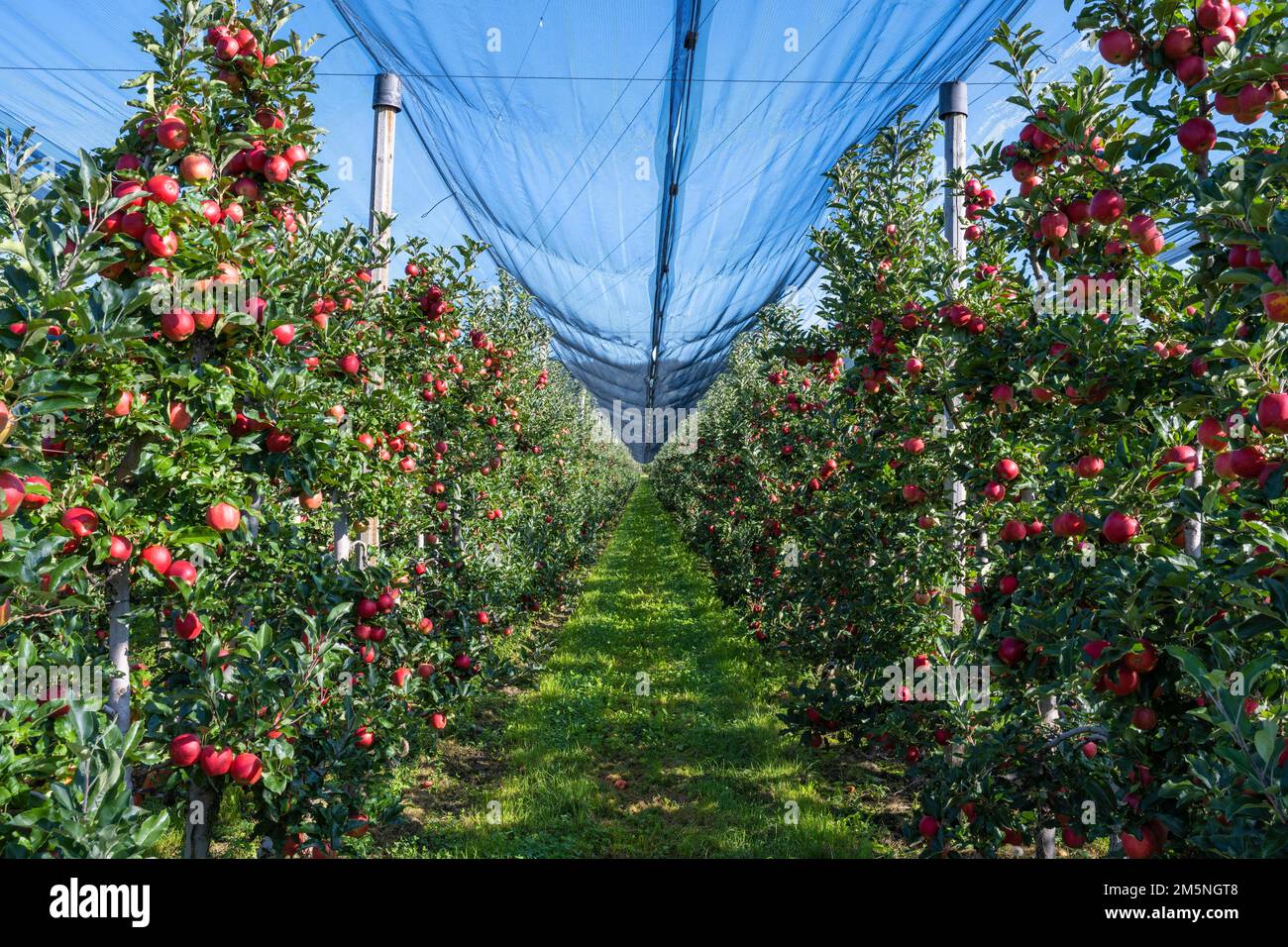 Apple orchard with apples ripe for harvesting and hail protection net ...