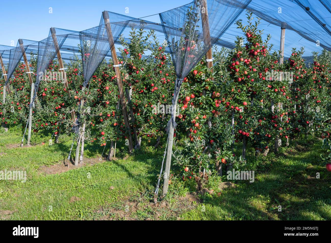 Apple orchard with apples ripe for harvesting and hail protection net ...