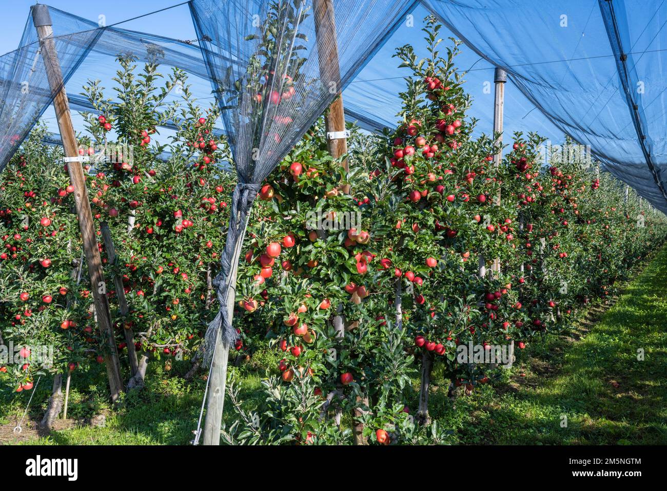 Apple orchard with apples ripe for harvesting and hail protection net ...