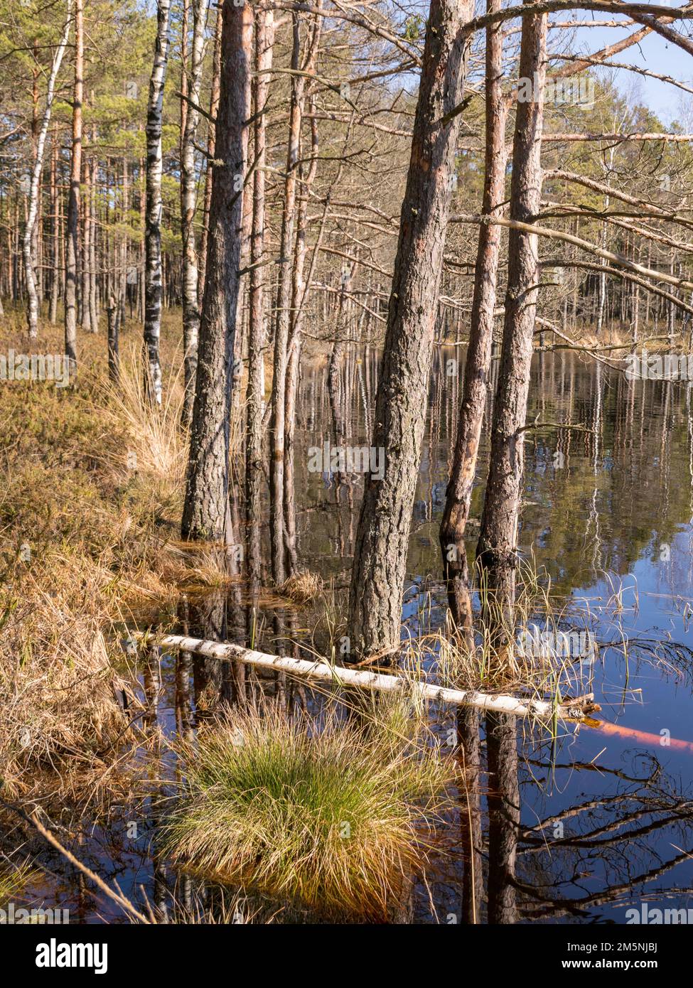 bog landscape with tree trunks in water, flooded lake in spring Stock ...