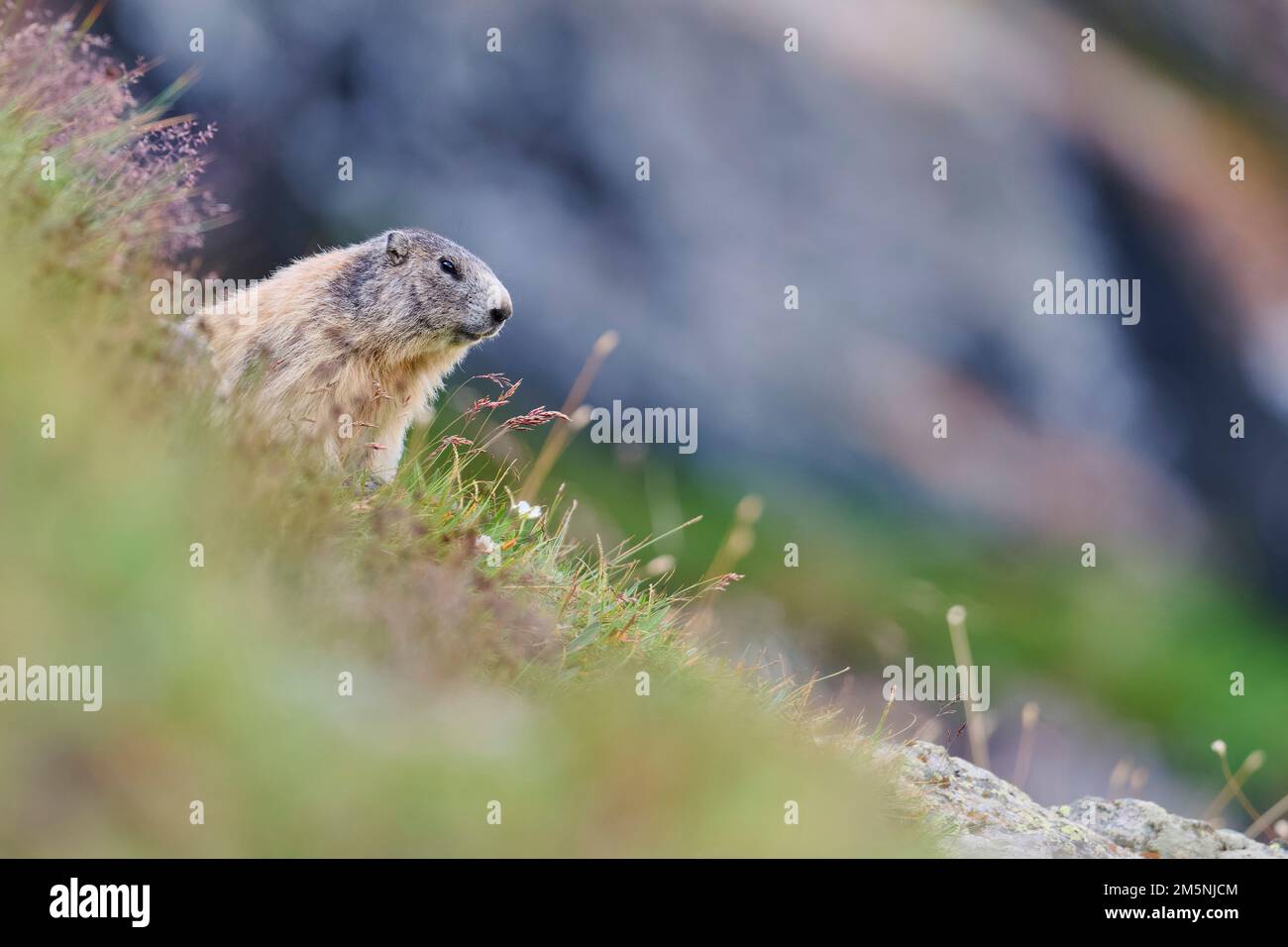 Alpenmurmeltier, Marmota marmota, Alpine Marmot Stock Photo - Alamy
