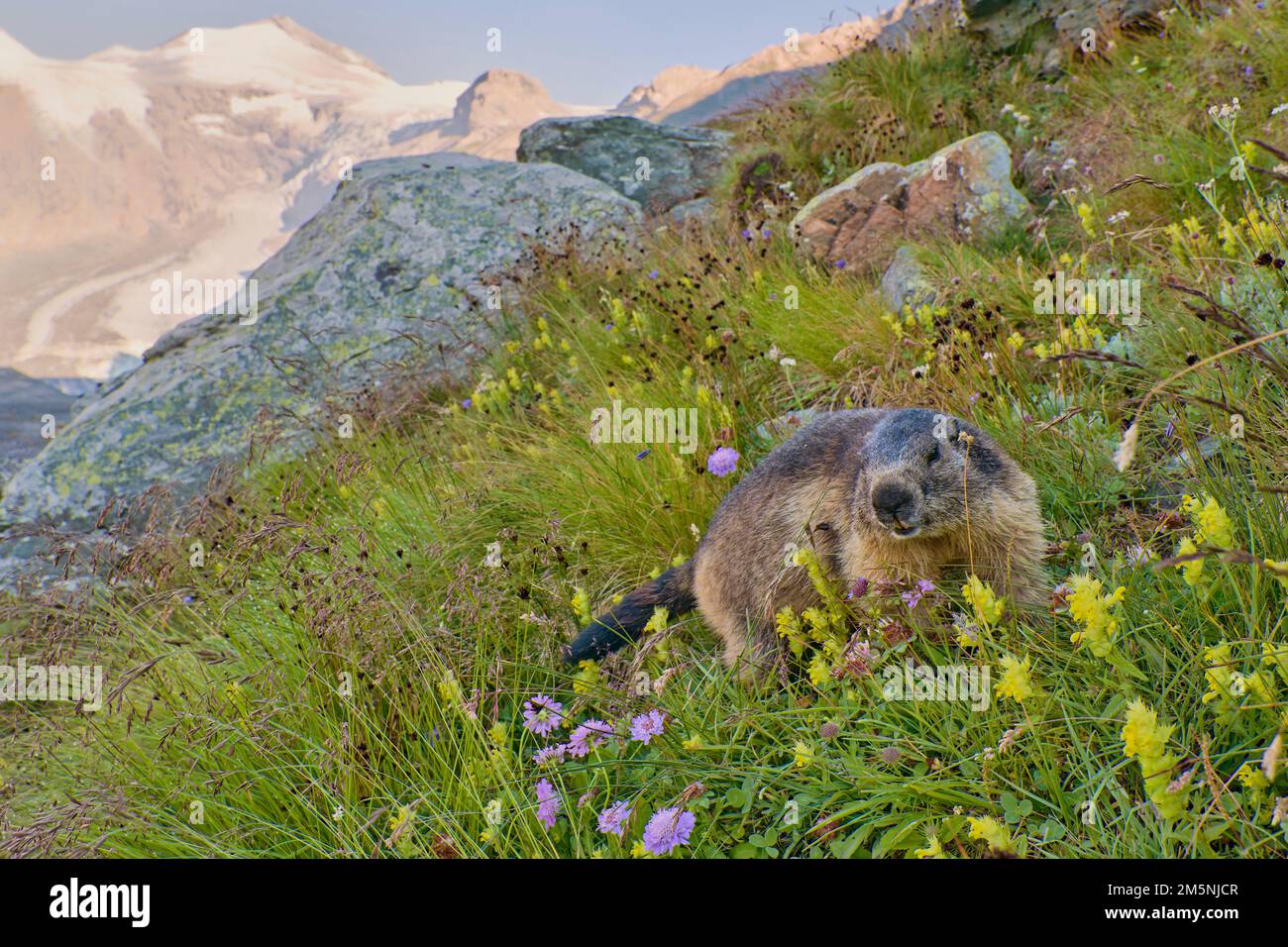 Alpenmurmeltier, Marmota marmota, Alpine Marmot Stock Photo - Alamy