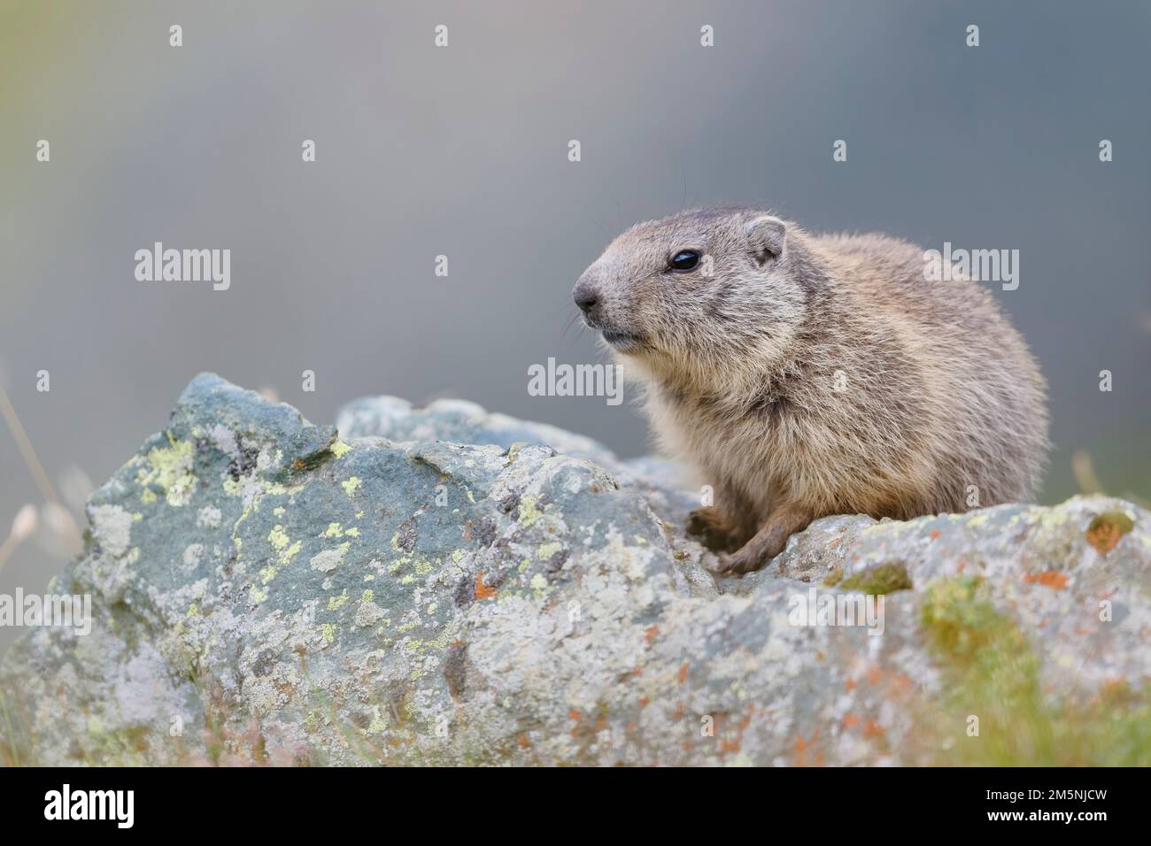 Alpenmurmeltier, Marmota marmota, Alpine Marmot Stock Photo - Alamy