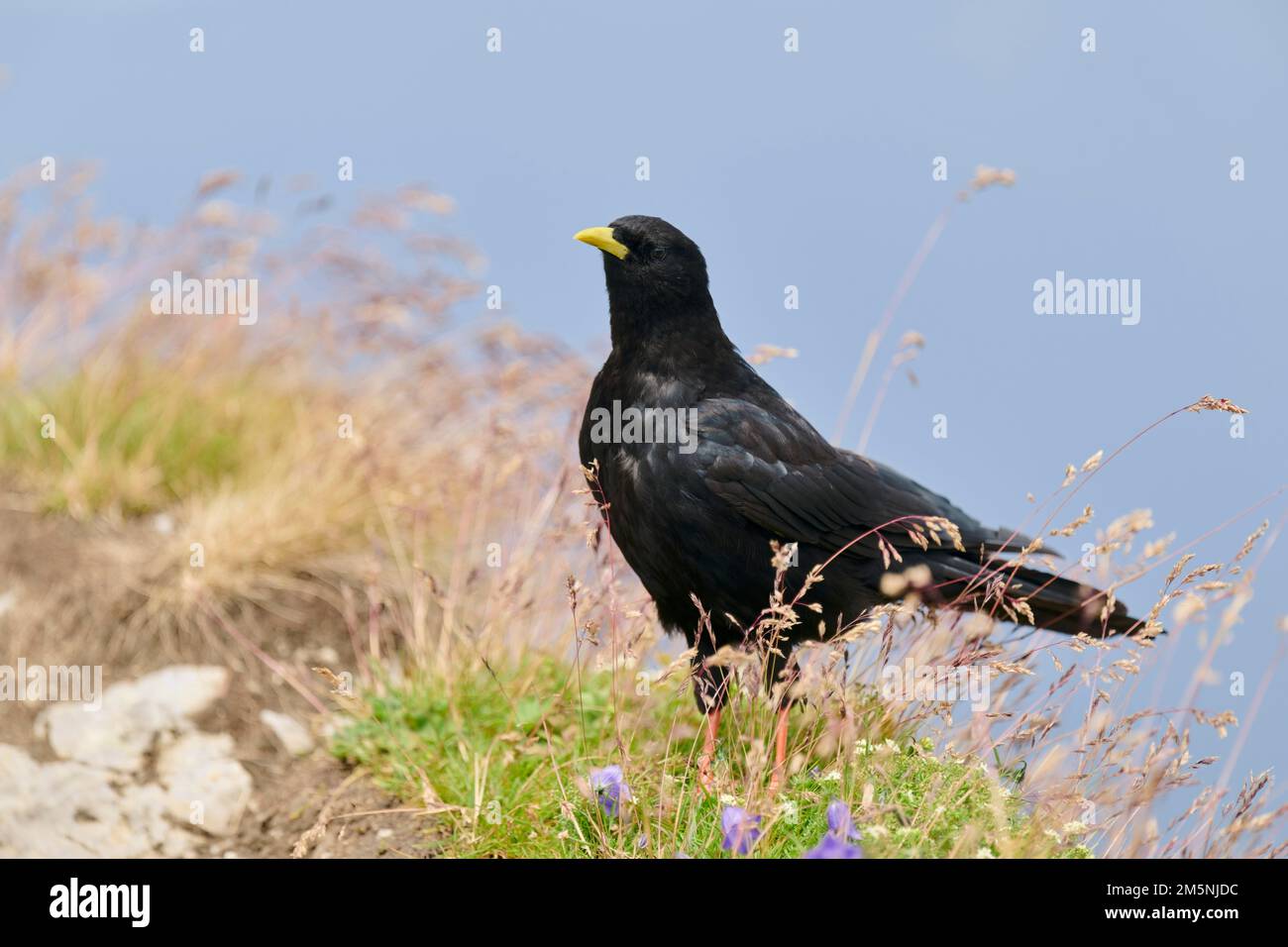 Alpendohle, Pyrrhocorax graculus, Alpine chough Stock Photo - Alamy