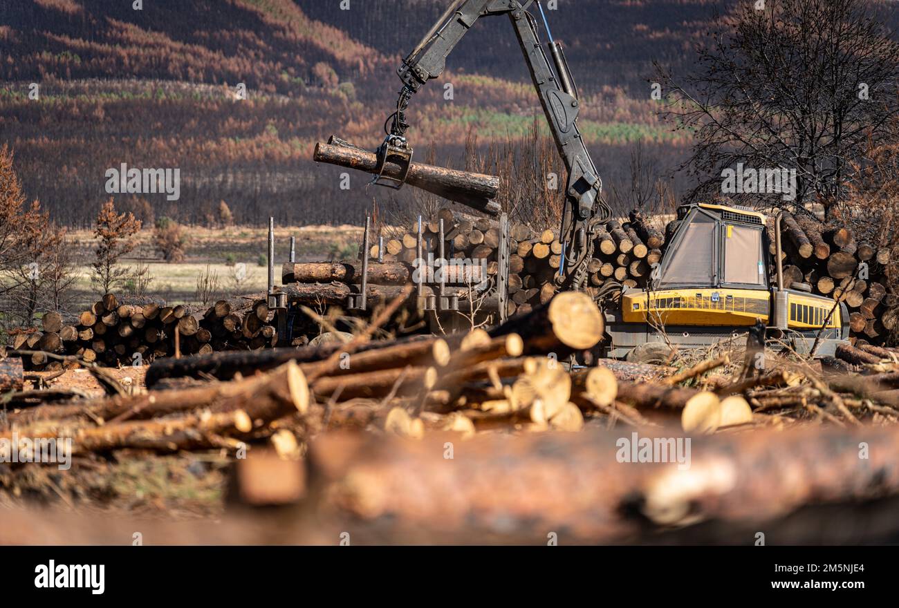 Machine loading logs into the trailer after fire Stock Photo - Alamy