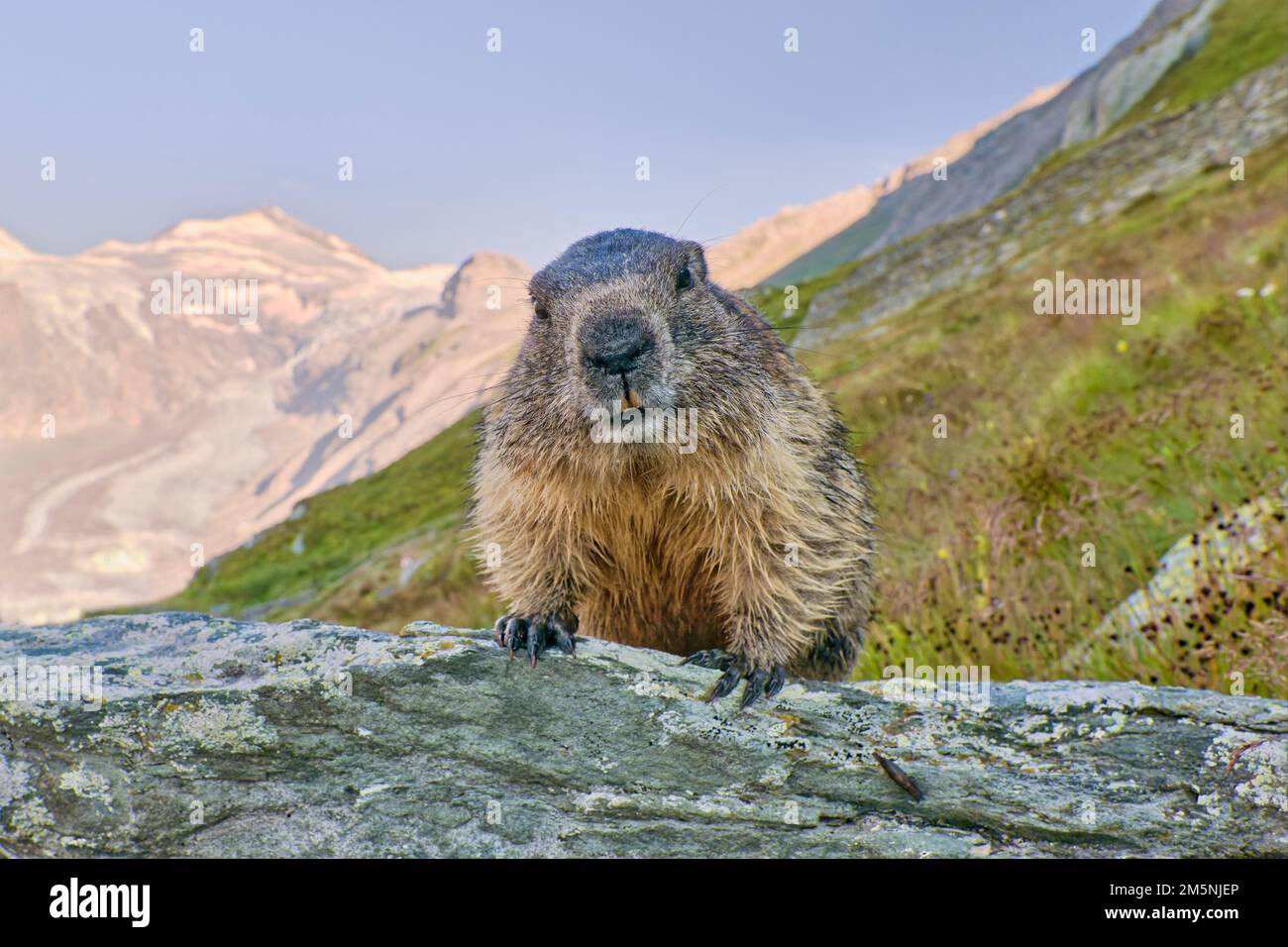 Alpenmurmeltier, Marmota marmota, Alpine Marmot Stock Photo - Alamy