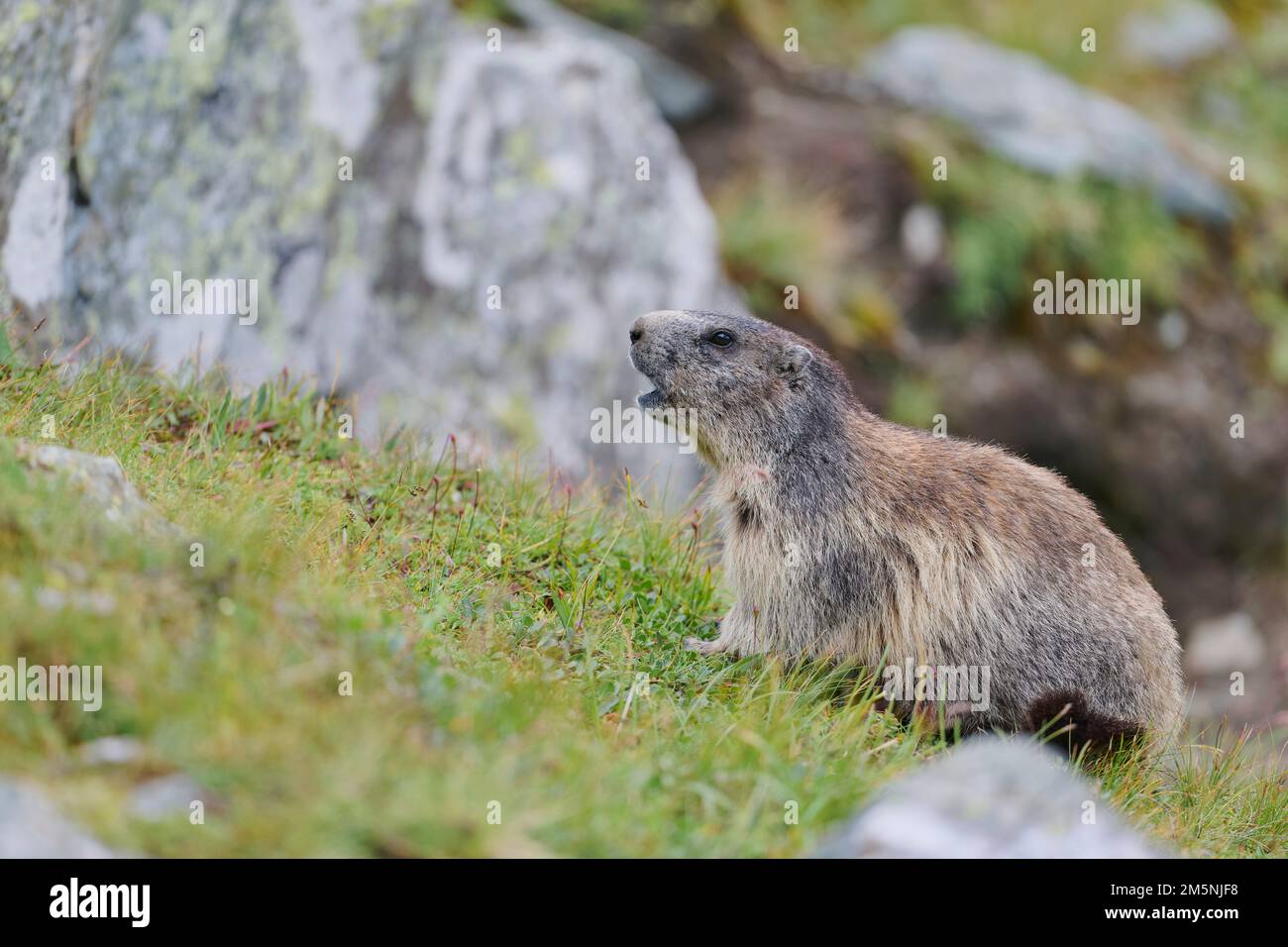 Alpenmurmeltier, Marmota marmota, Alpine Marmot Stock Photo - Alamy