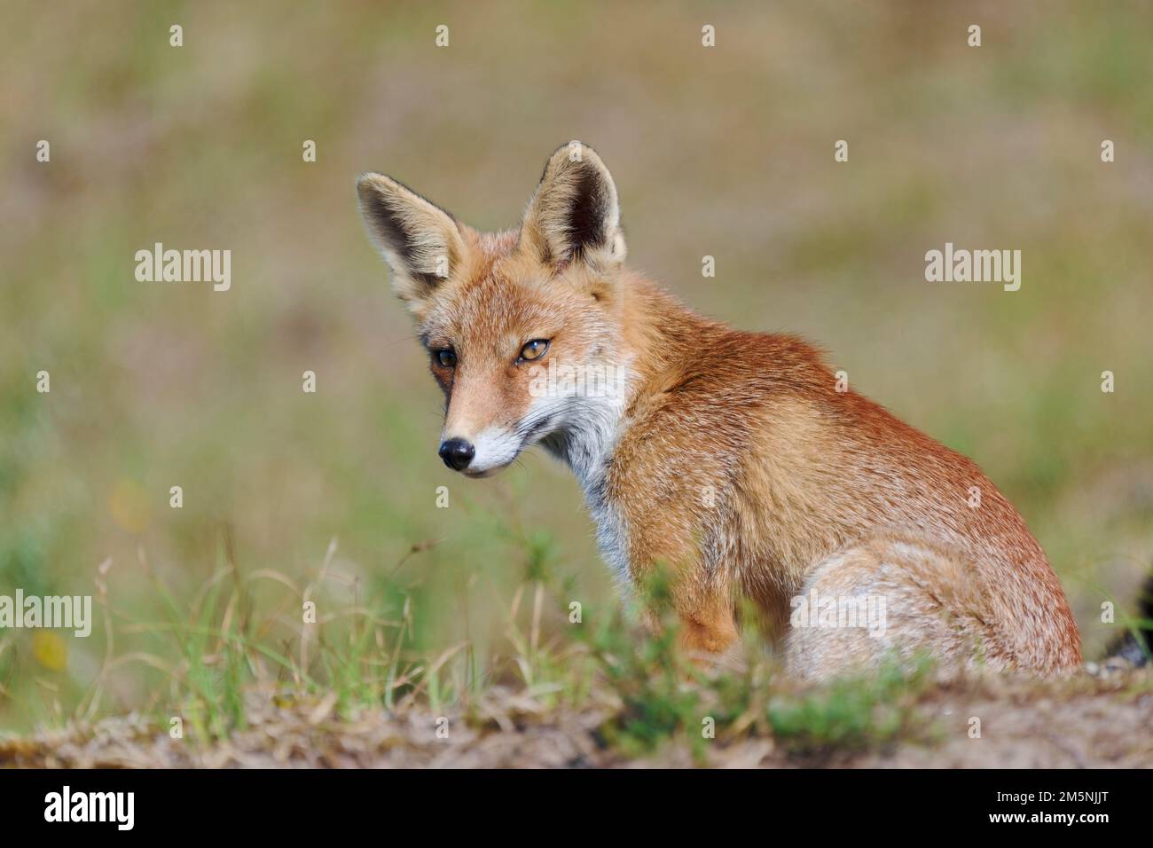 Rotfuchs, Vulpes vulpes, Red Fox Stock Photo - Alamy