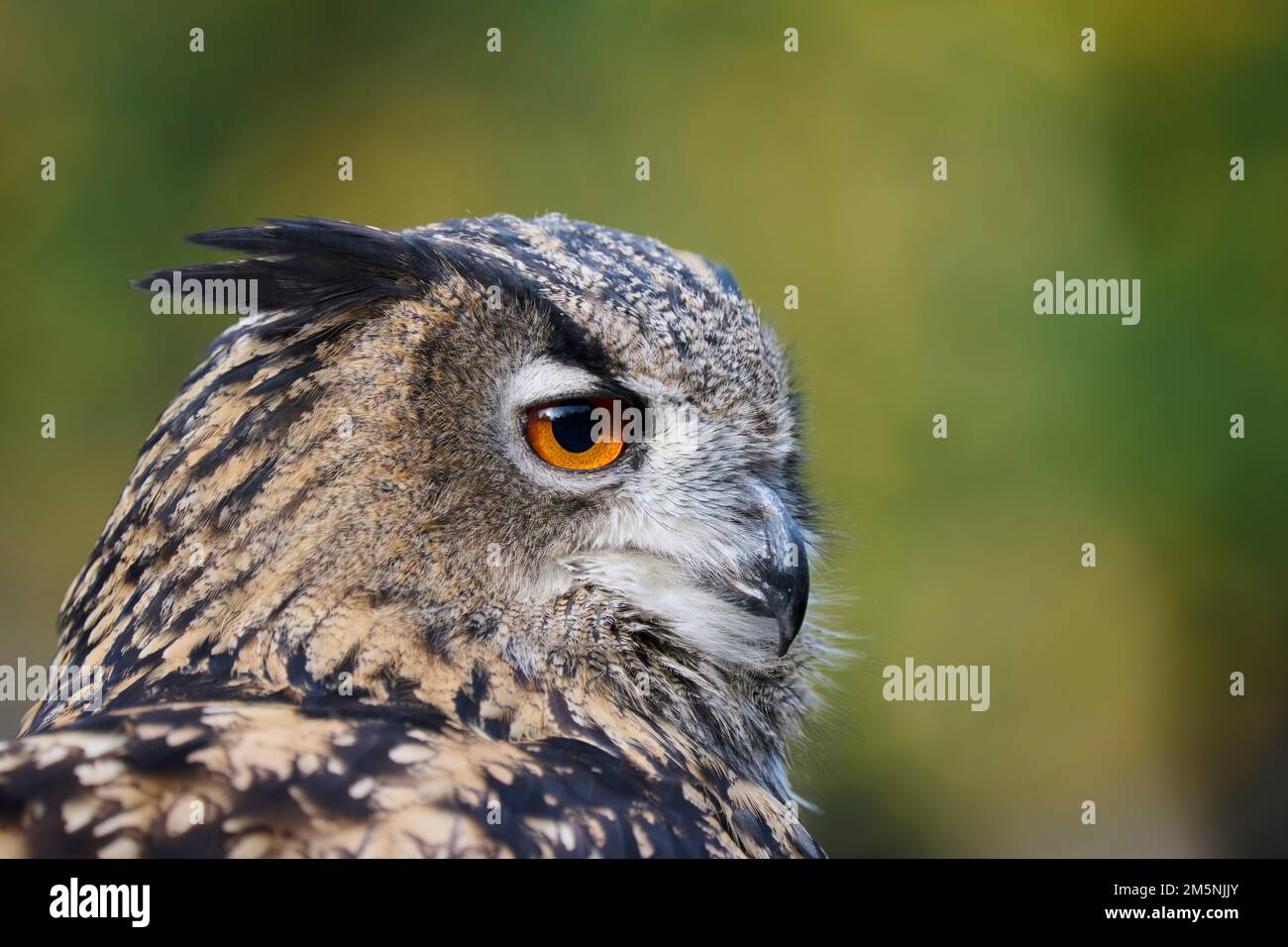 Uhu, Bubo bubo, European eagle owl Stock Photo - Alamy