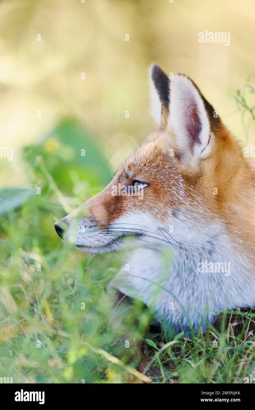 Rotfuchs, Vulpes vulpes, Red Fox Stock Photo - Alamy