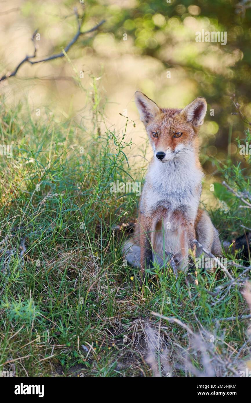 Rotfuchs hi-res stock photography and images - Alamy