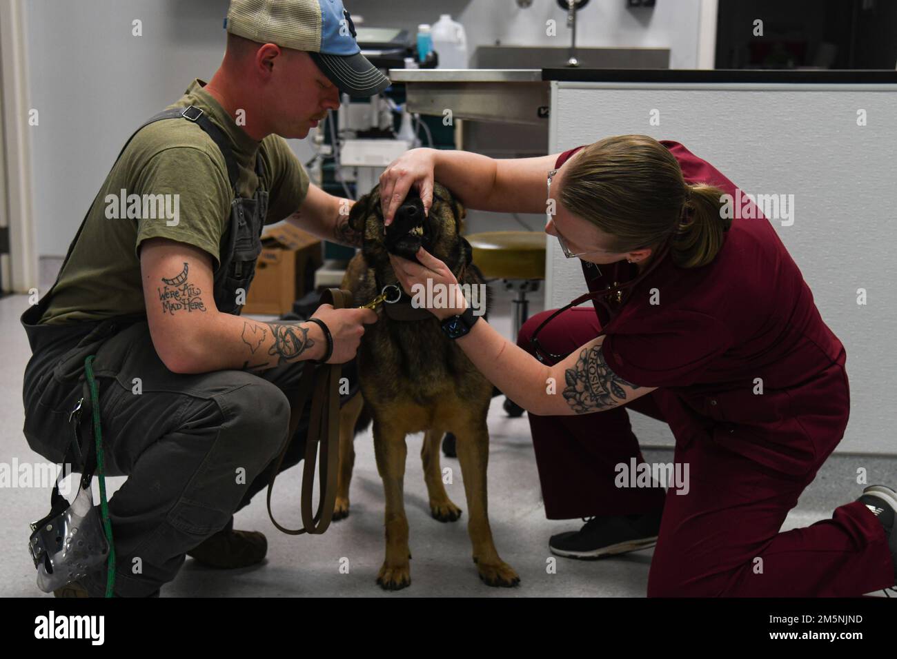 U.S. Army CPT Haley Davis, Joint Base Charleston Veterinary Clinic ...