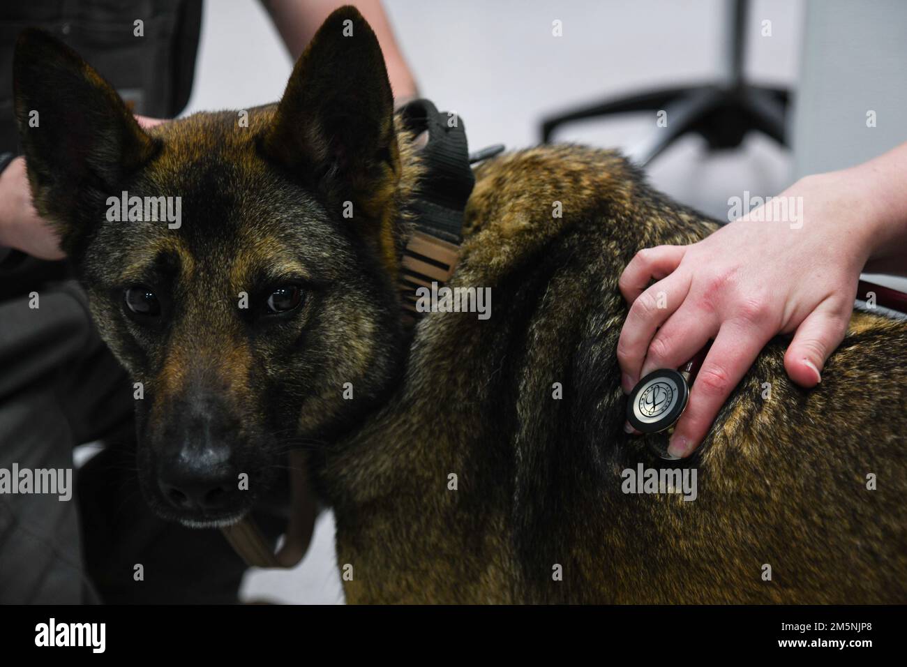 U s army animal care hi-res stock photography and images - Alamy