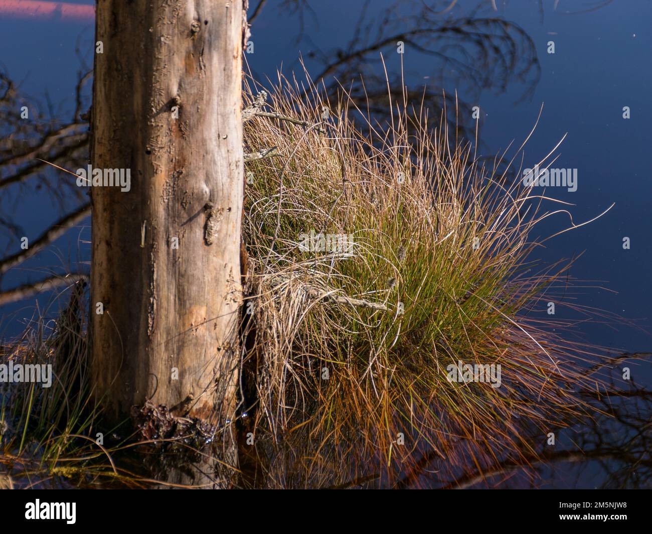 swamp grass texture, abstract background image Stock Photo - Alamy