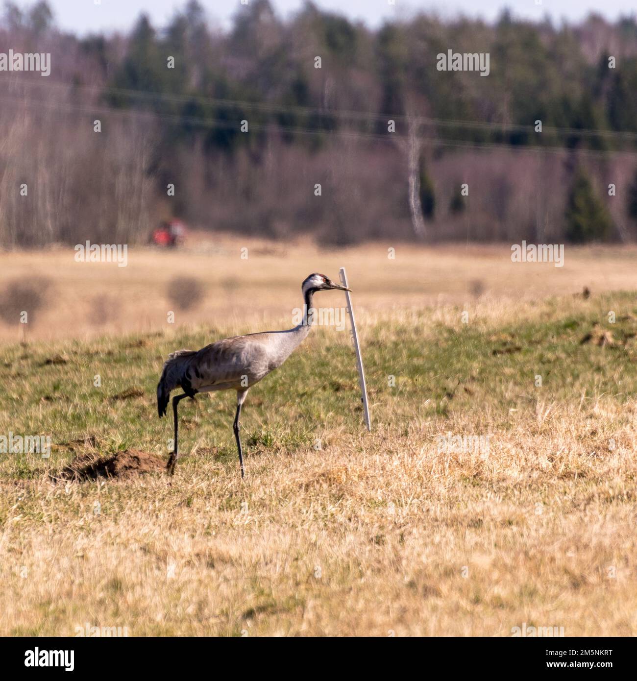 landscape with crane on cereal field in early spring, bird migration ...