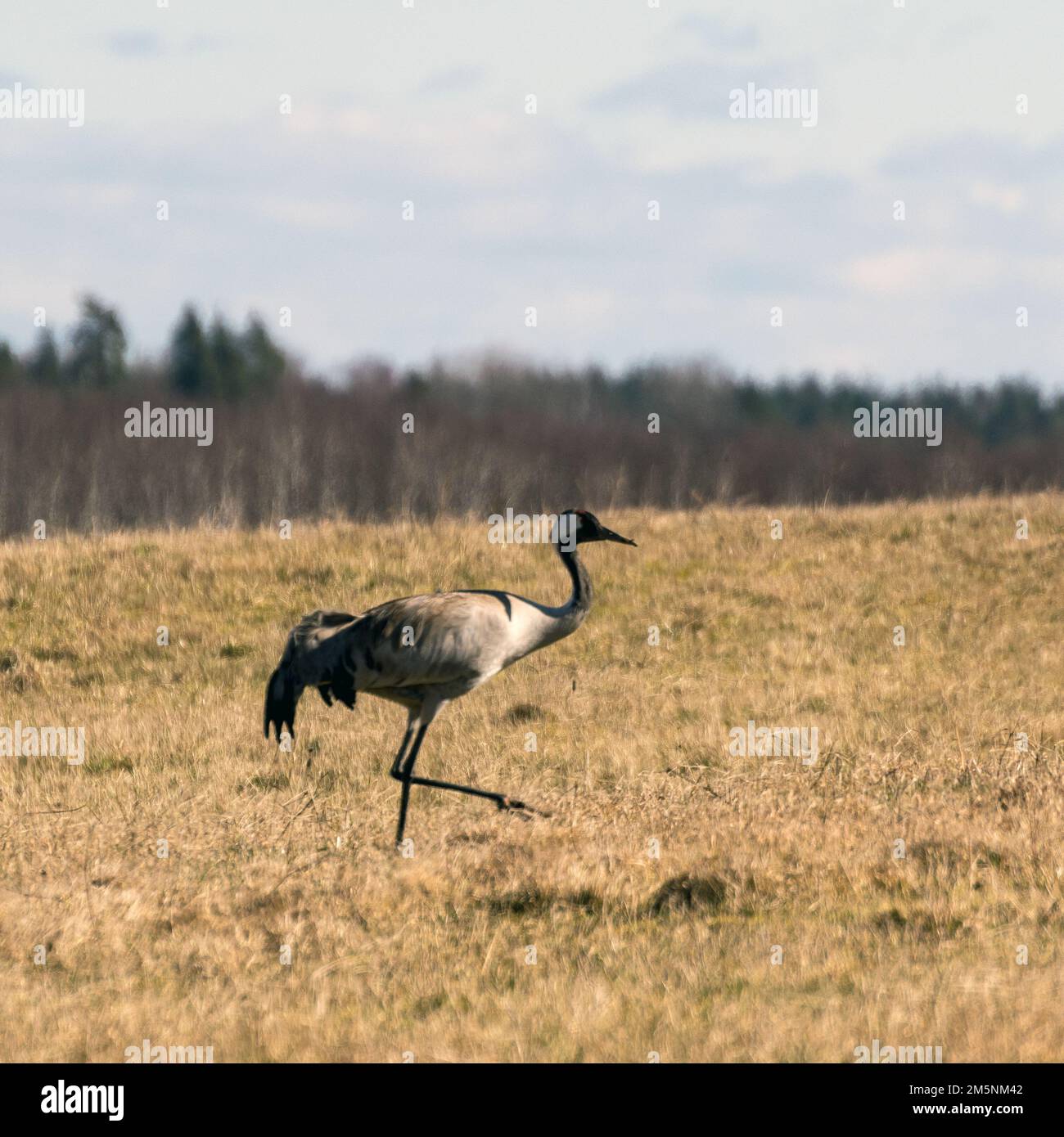 landscape with crane on cereal field in early spring, bird migration ...