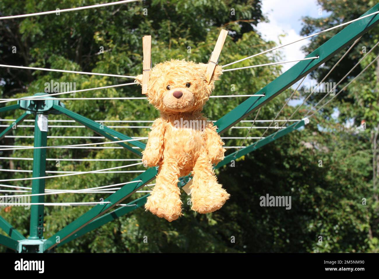 Teddy bear hanging on a line to dry by his ears, UK garden washing line ...