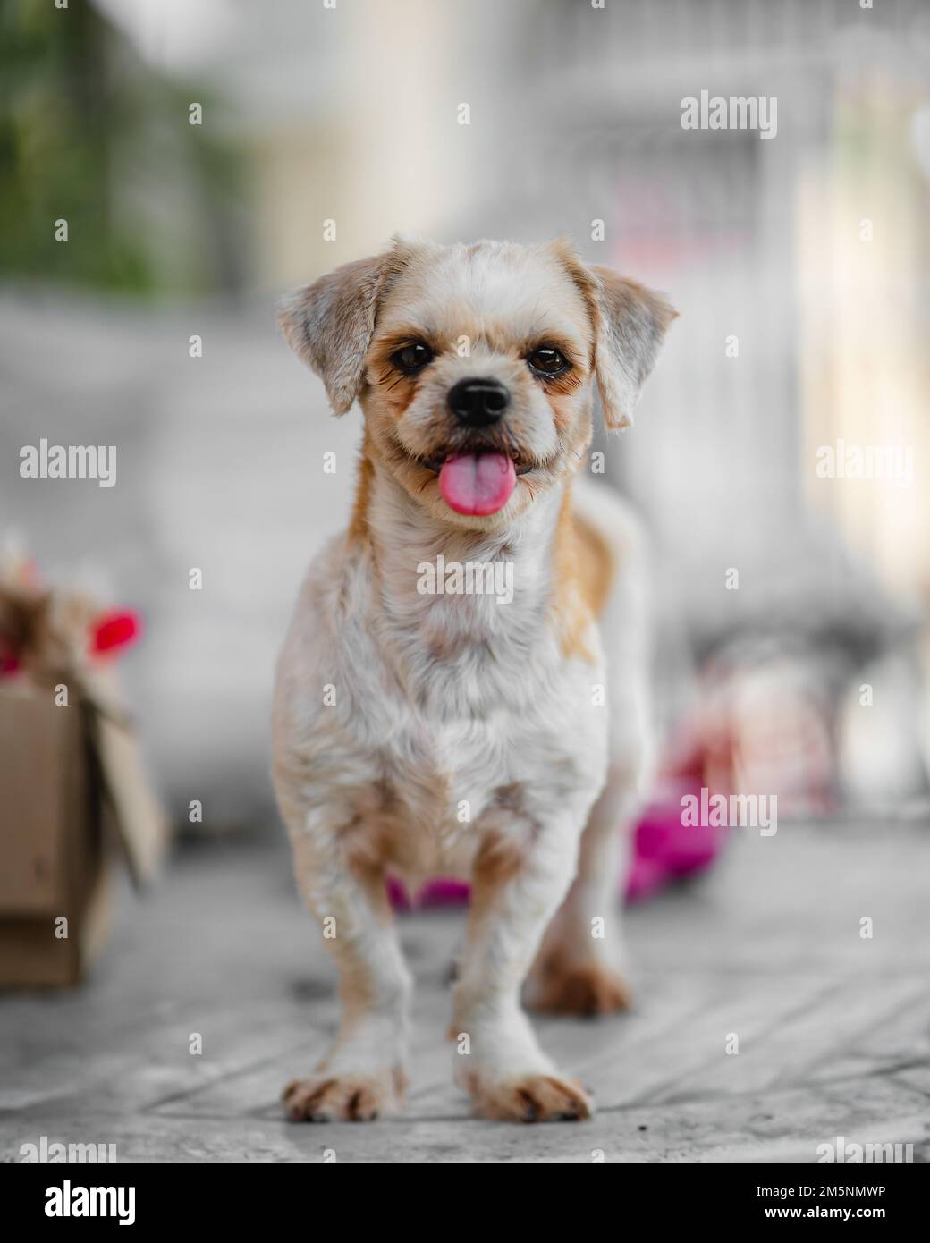 Doggie style hi-res stock photography and images - Alamy