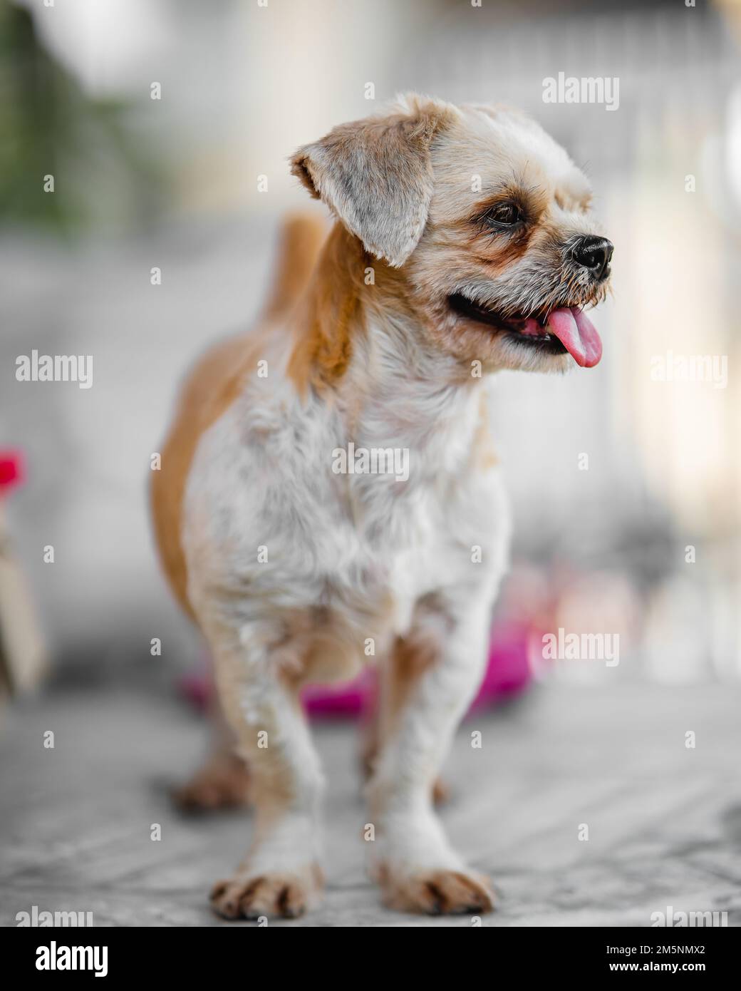 Shitsu hi-res stock photography and images - Alamy