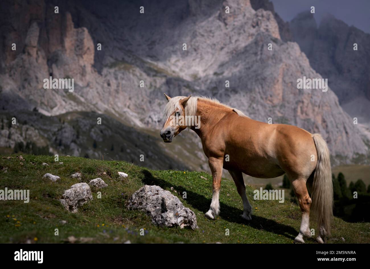 Horse in the pasture, Geisler Group, Puez-Odle nature Park, Seceda, Val ...