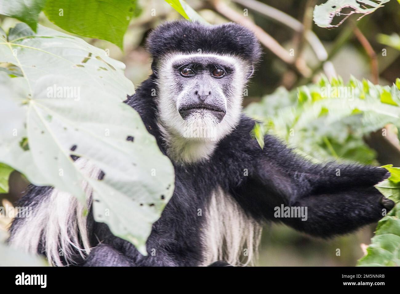 Gibbons (Hylobatidae), Uganda Stock Photo - Alamy