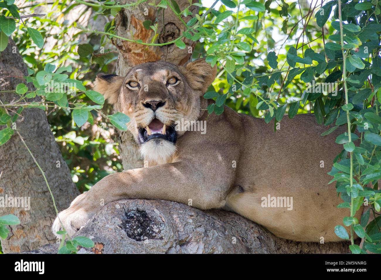 Lion (Panthera leo), tree lion, resting on tree, Uganda Stock Photo - Alamy