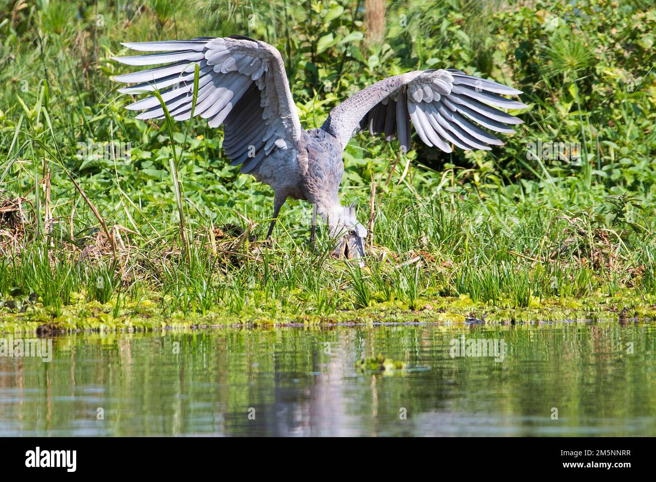 Shoebill (Balaeniceps rex), fishing, Uganda Stock Photo - Alamy