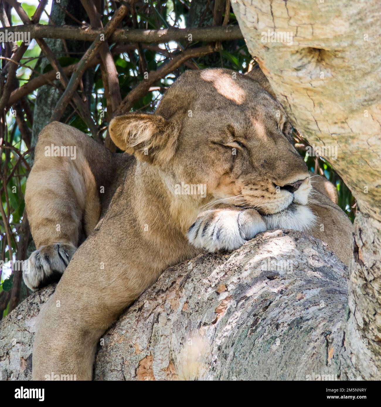Lion (Panthera leo), tree lion, sleeping on tree, Uganda Stock Photo ...