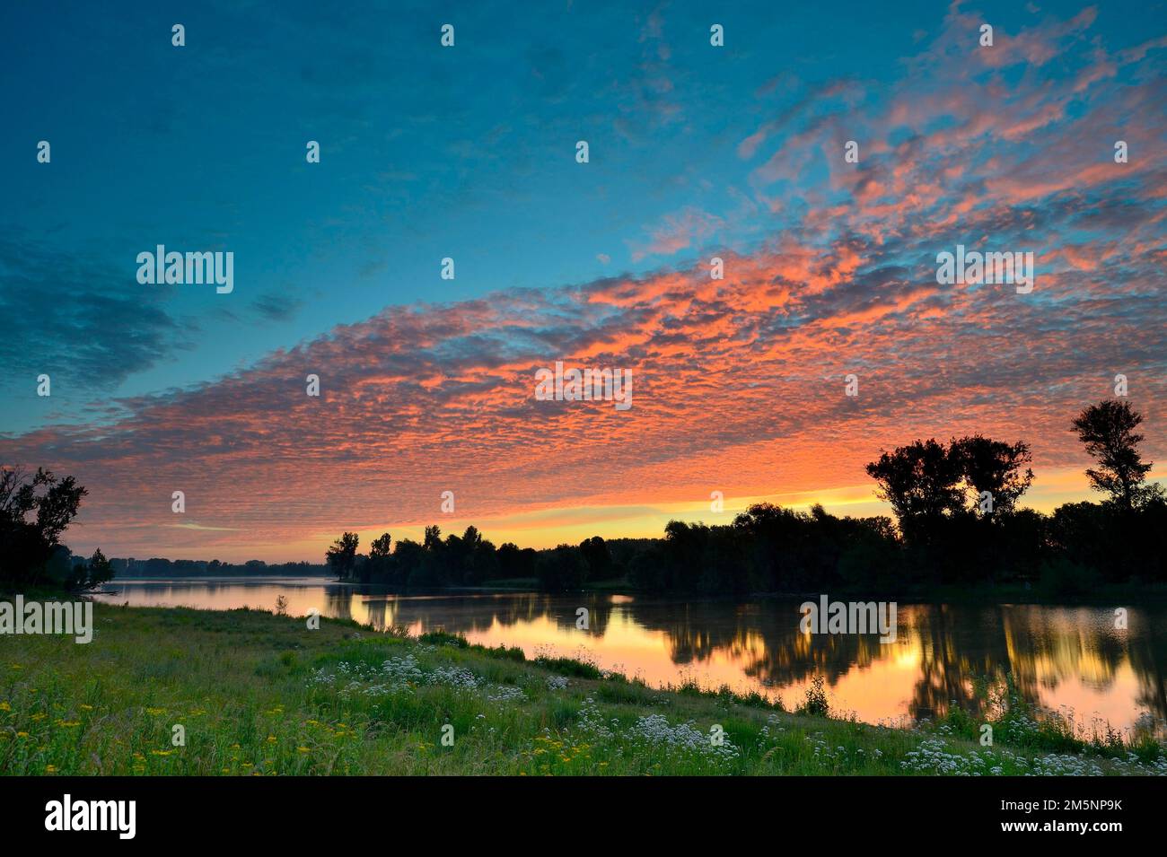 Morning glow on the Old Rhine with valerian (Valeriana officinalis) and ...
