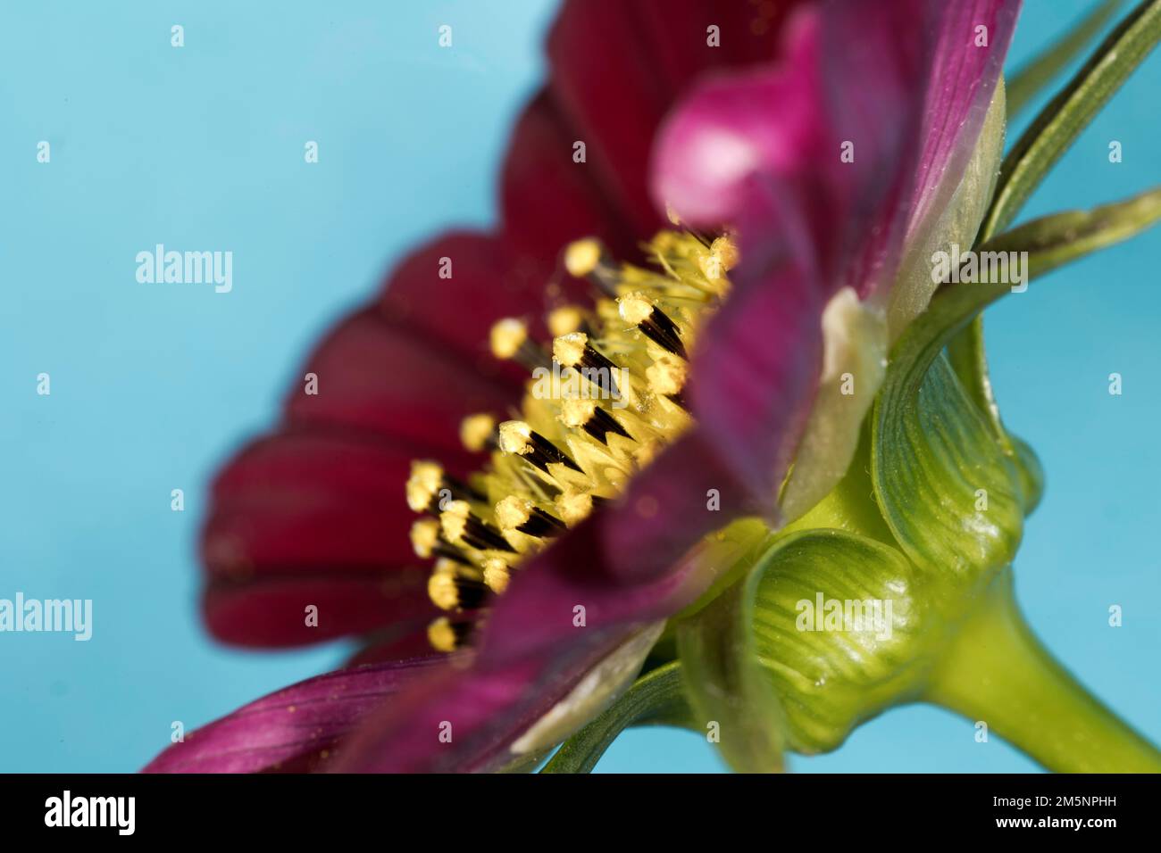 Cosmos bipinnatus cv hi-res stock photography and images - Alamy