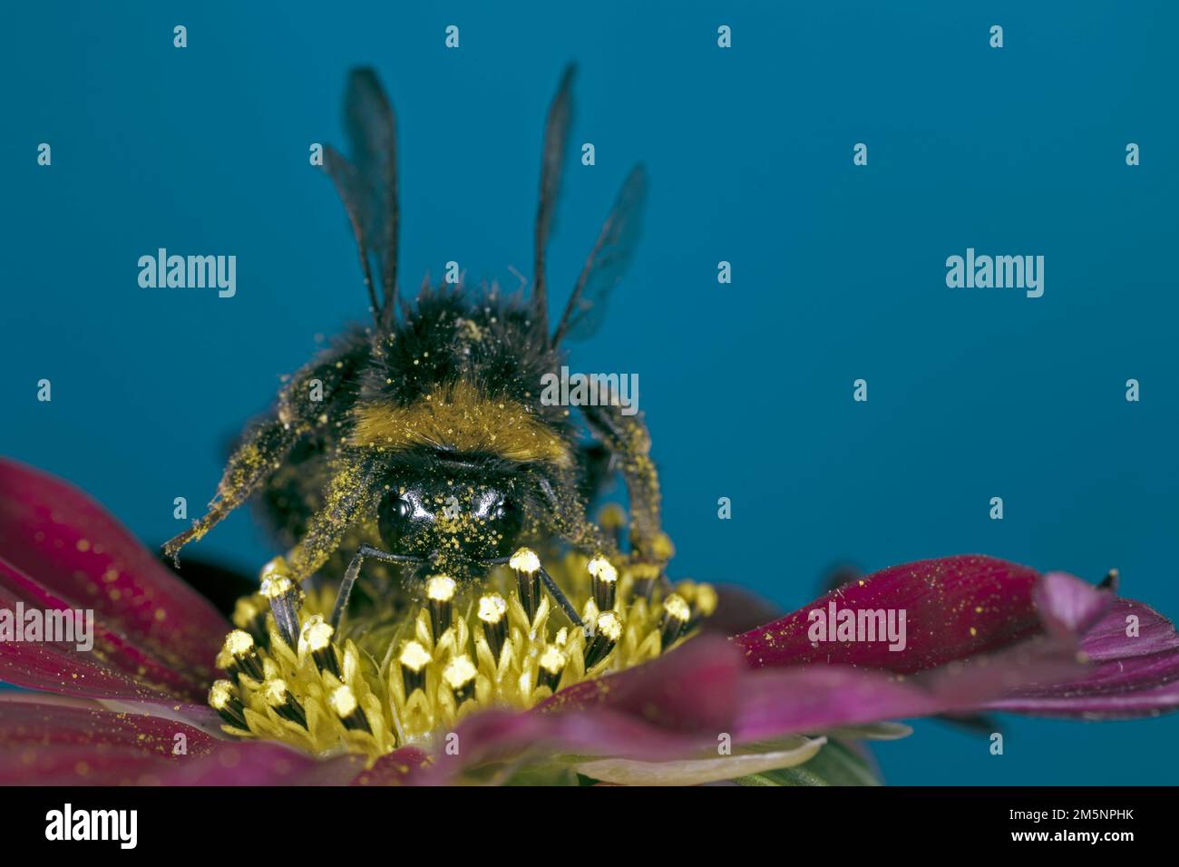 A honey bee (Apis mellifera) collects nectar on a jewel beetle (Cosmos ...