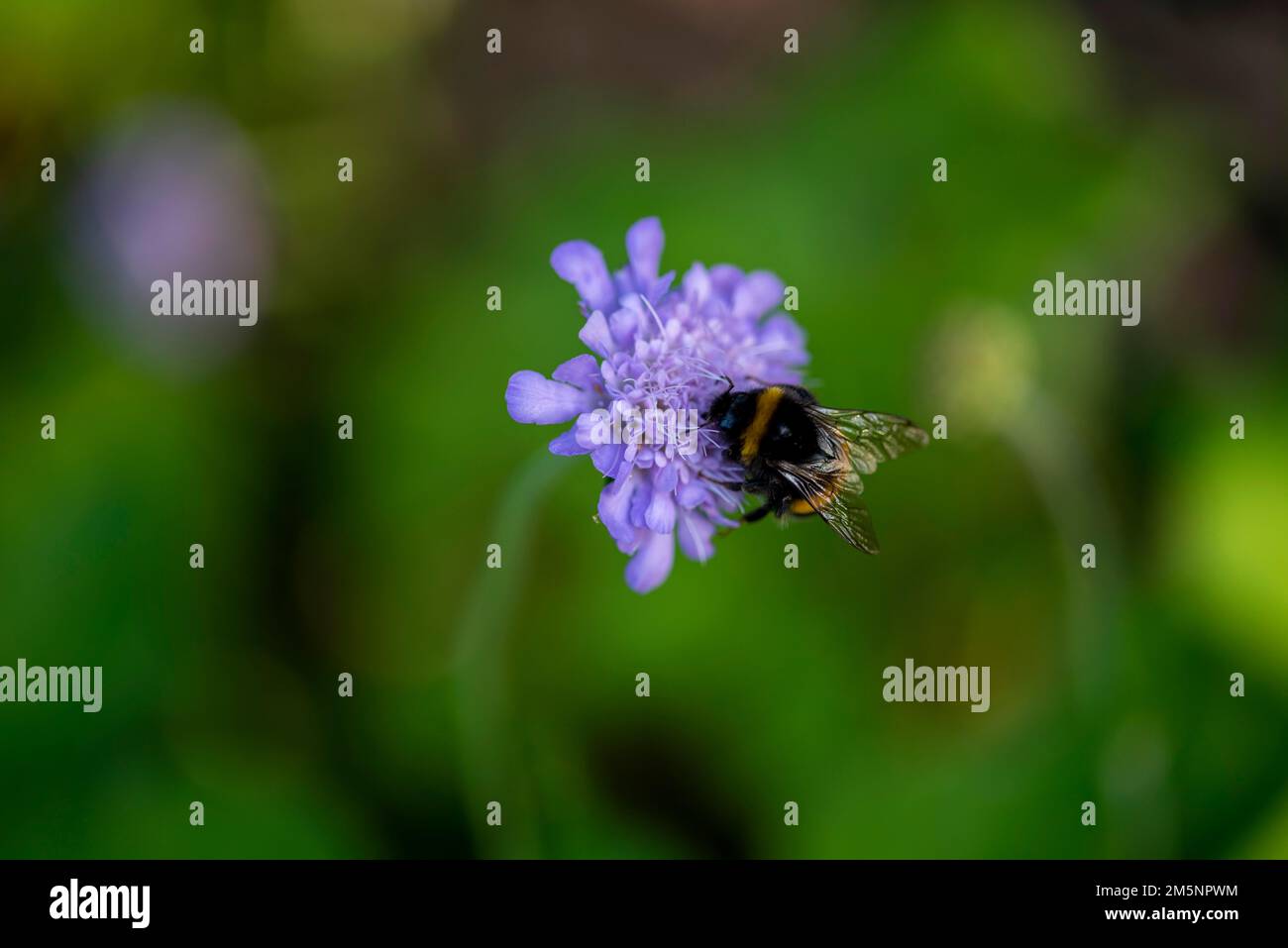 A bumblebee sits on a widow's flower, Germany Stock Photo - Alamy