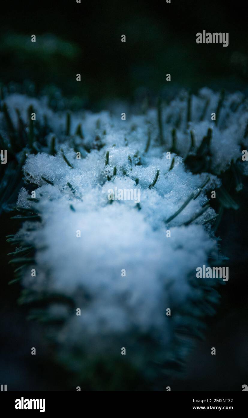 A vertical closeup shot of a fir branch covered in snow Stock Photo - Alamy